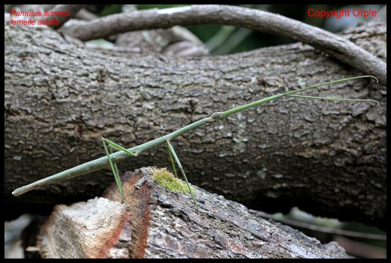 Ramulus sp "artemis" (PSG n°144) (CLP n°012)